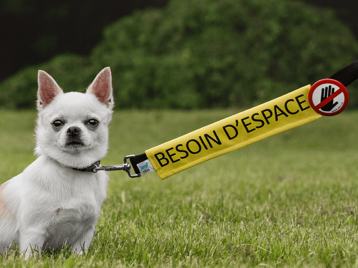 Boutique d'accessoires d'entraînement pour chiens