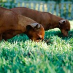 La coprophagie : le chien qui mange ses selles