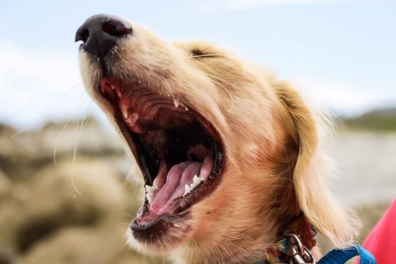 Articule quand tu jappes ! Solutions pour les chiens qui jappent